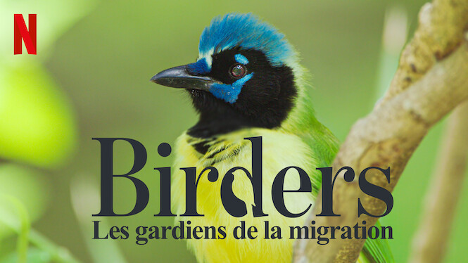 Birders : Les gardiens de la migration (2019) - Netflix | Flixable